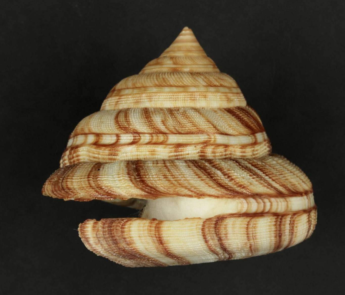 shellauction.net :: Perotrochus atlanticus - 3641664