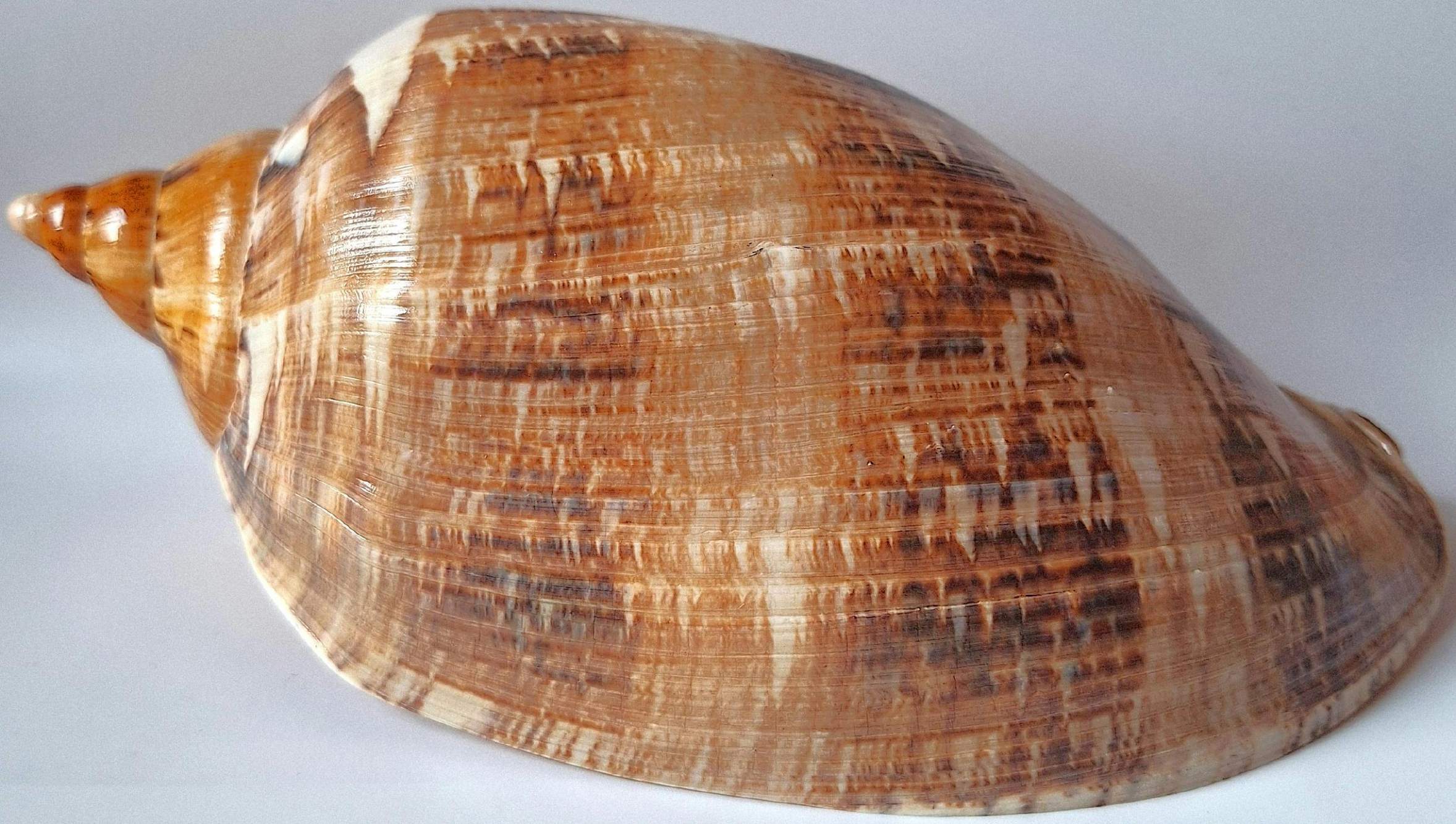 shellauction.net :: Cymbiola magnifica - 3646945