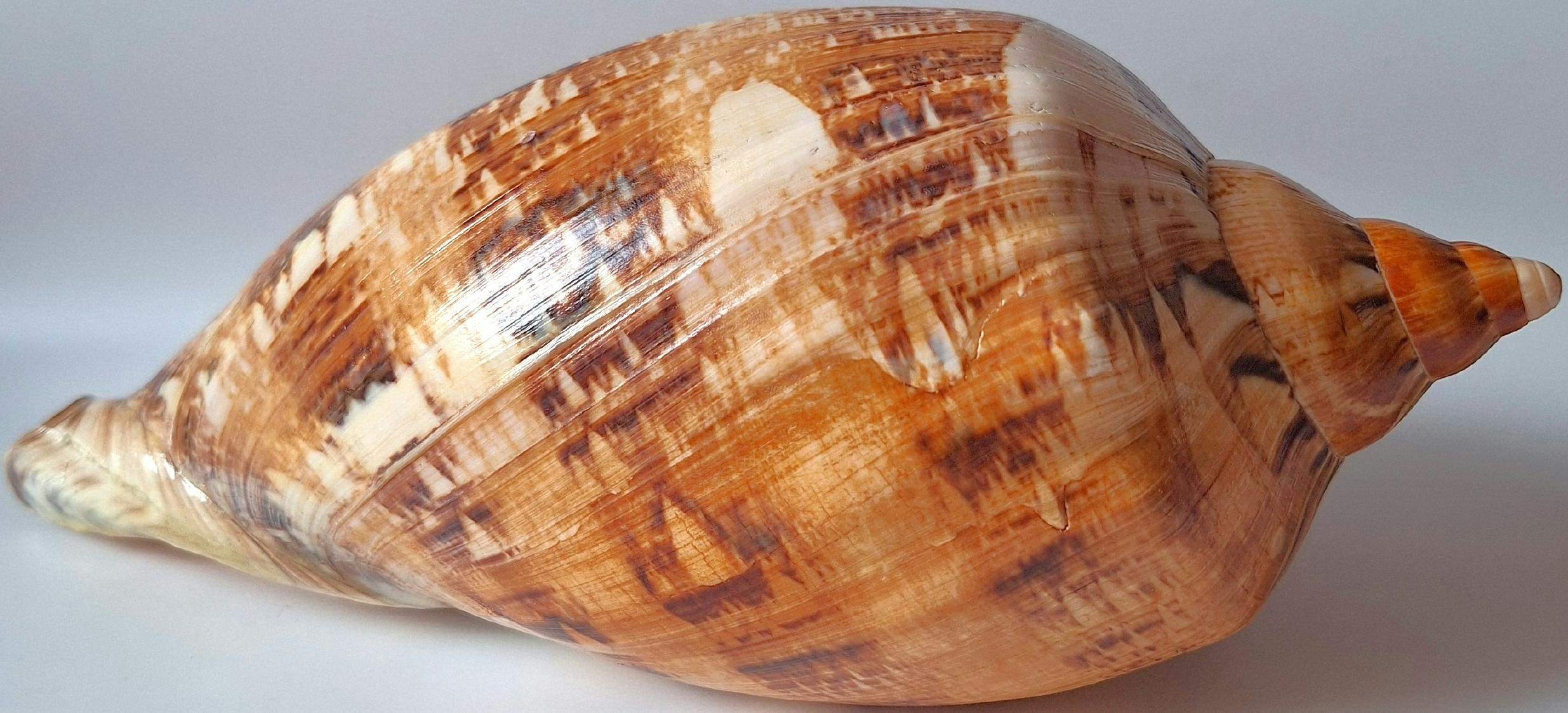 shellauction.net :: Cymbiola magnifica - 3646945