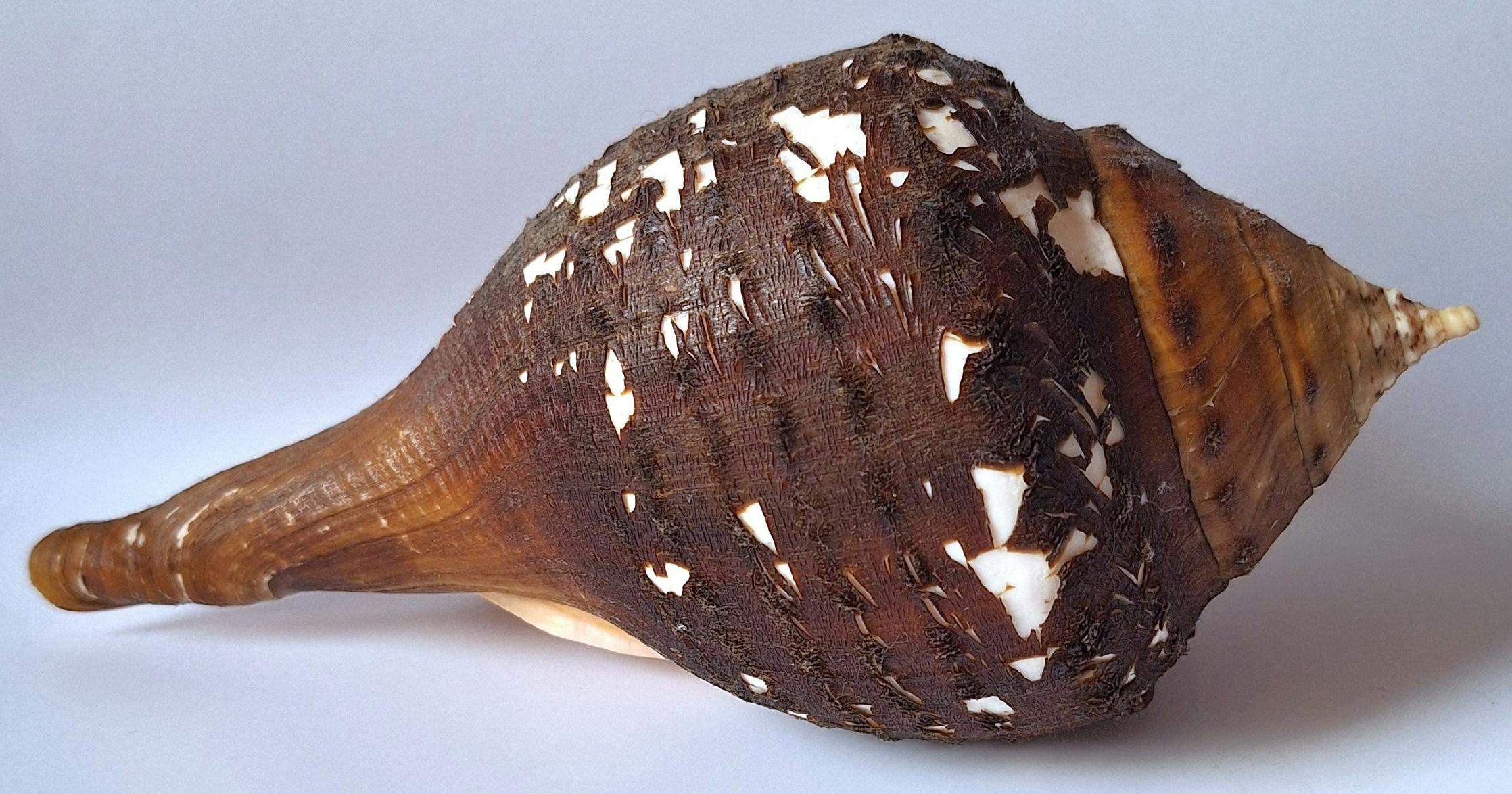 shellauction.net :: Turbinella pyrum - 3646988