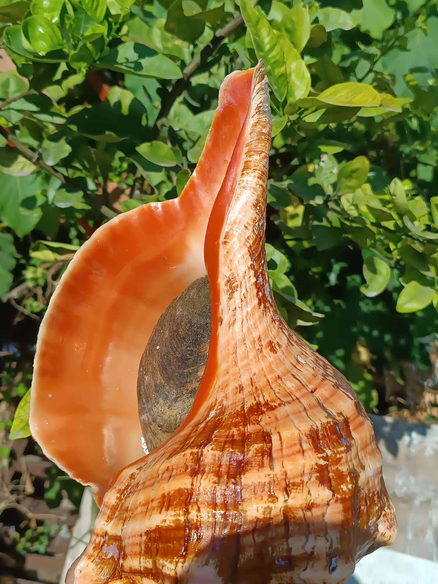 shellauction.net :: Triplofus giganteus - 3674854