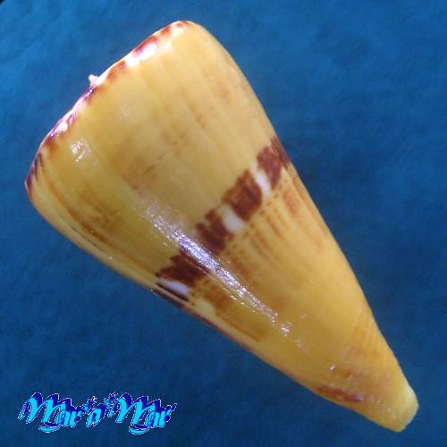 shellauction.net :: Conus riosi - 3687512