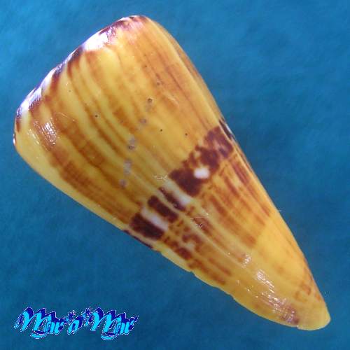 shellauction.net :: Conus riosi - 3687512