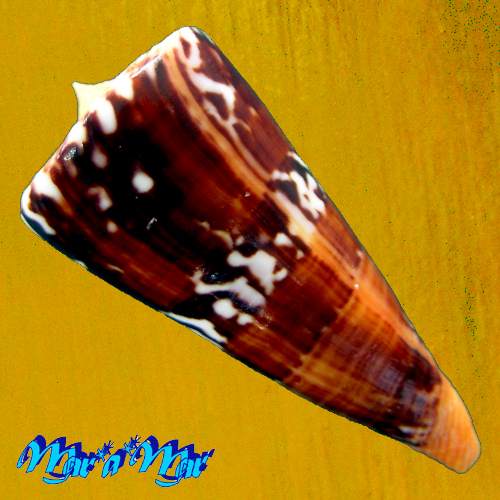 shellauction.net :: Conus riosi - 3687528