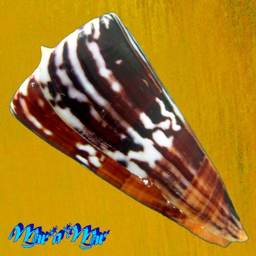 shellauction.net :: Conus riosi - 3687528