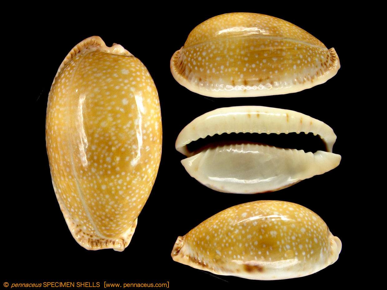 shellauction.net :: Cypraea erosa similis - 3695967