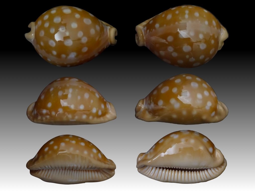 shellauction.net :: Callistocypraea leucodon - 3700922