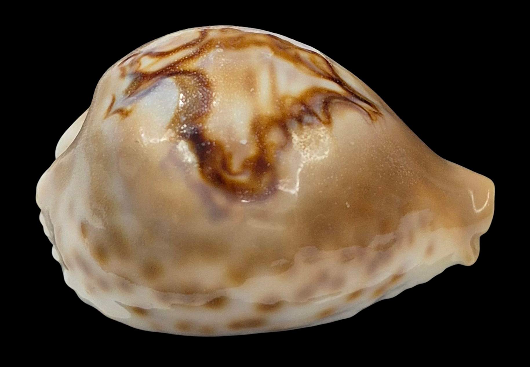 shellauction.net :: Barycypraea fultoni massieri - 3728484