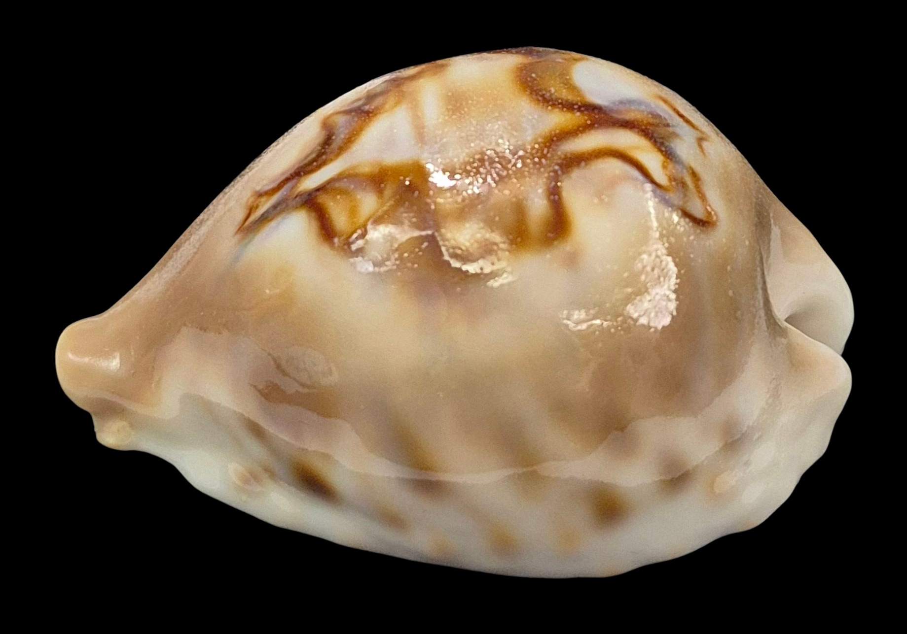 shellauction.net :: Barycypraea fultoni massieri - 3728484