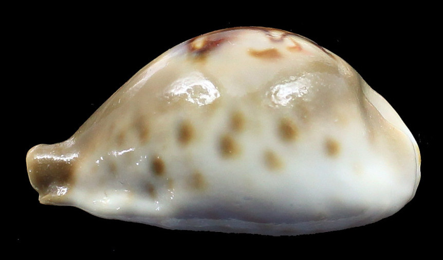 shellauction.net :: Barycypraea fultonii massieri - 3734197