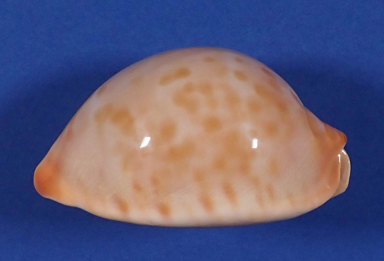 shellauction.net :: Zoila jeaniana walkeri - 3760908