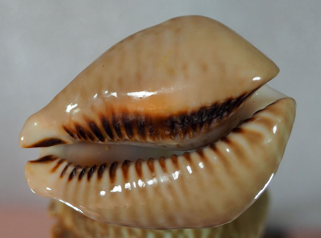 shellauction.net :: Muracypraea mus tubercolata - 3776971