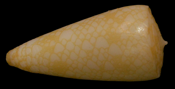 shellauction.net :: Conus nobilis friedae - 3780618