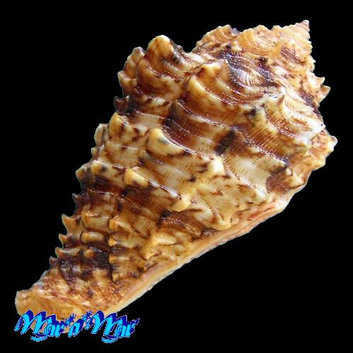 shellauction.net :: Morum dennisoni - 3788781