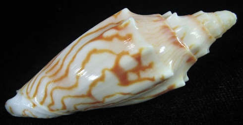shellauction.net :: Cymbiola perplicata perplicata - 3800678