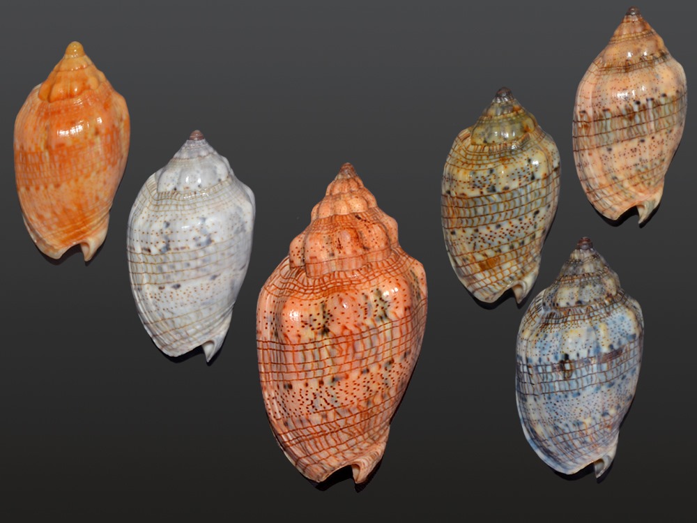 shellauction.net :: Voluta musica - 3807411