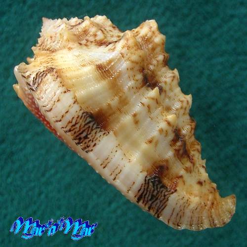 shellauction.net :: Morum dennisoni - 3869969