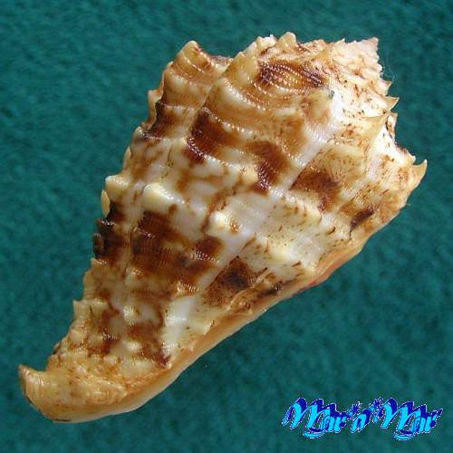shellauction.net :: Morum dennisoni - 3869969
