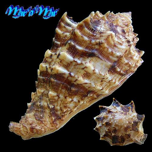 shellauction.net :: Morum dennisoni - 3882211